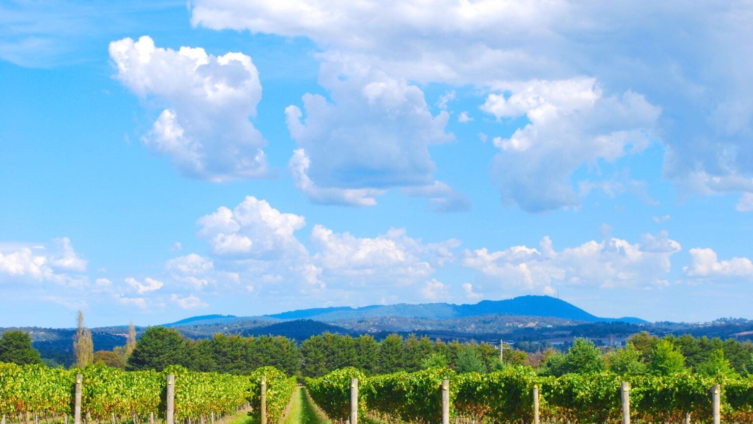 21 Australia souvenirs: Local things to buy in Australia - Holafly