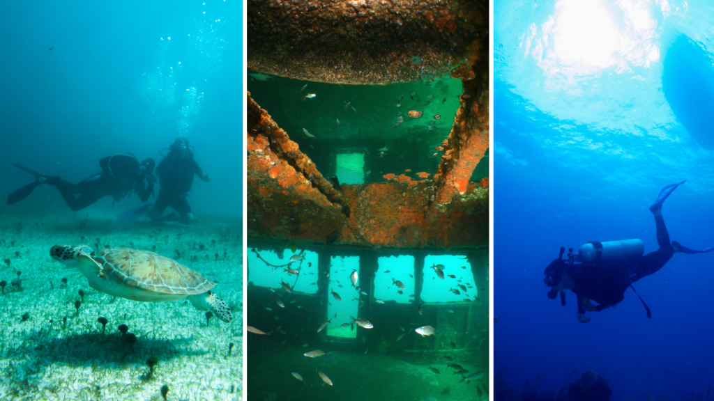 Scuba diving in Panama: Best spots and prices - Holafly