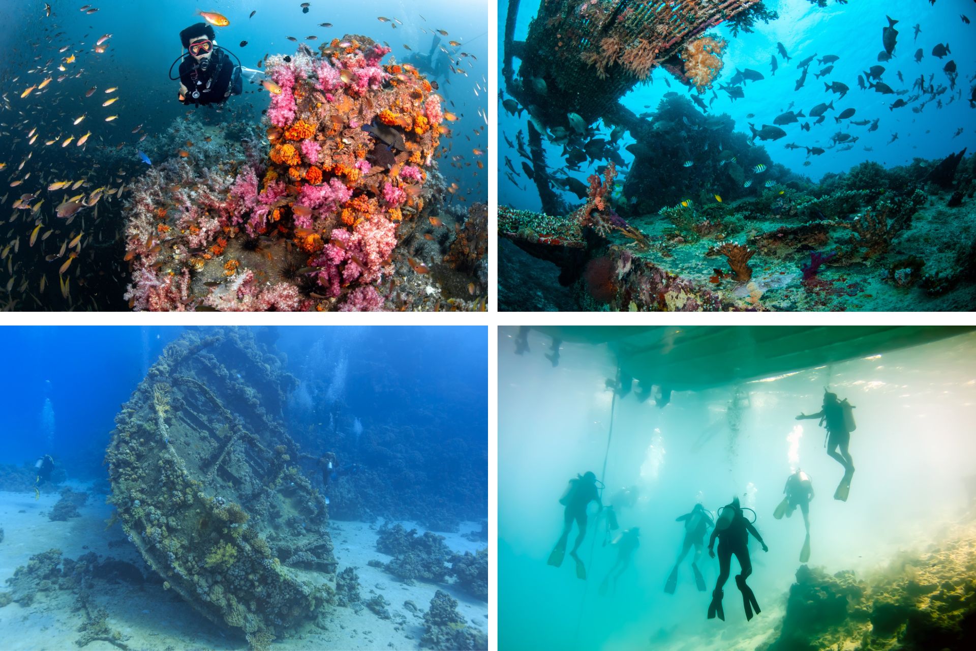 Scuba diving in the Dominican Republic: Best spots and prices - Holafly