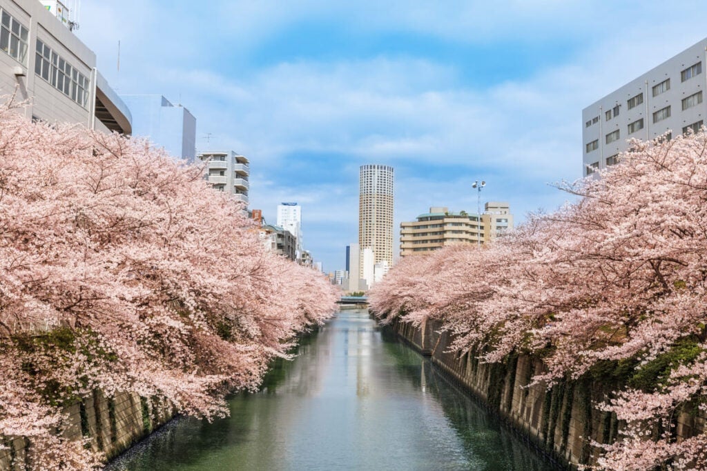 Cherry blossom season in Japan: 2026 dates revealed