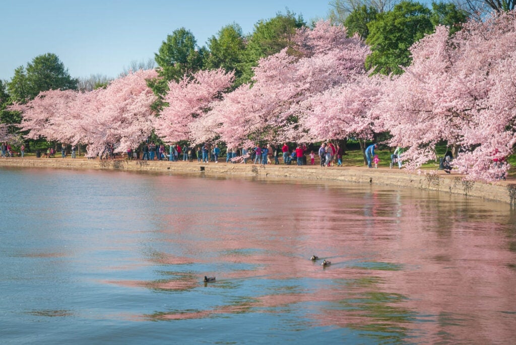 Here's the real reason travelers flock to Washington, DC, during cherry ...