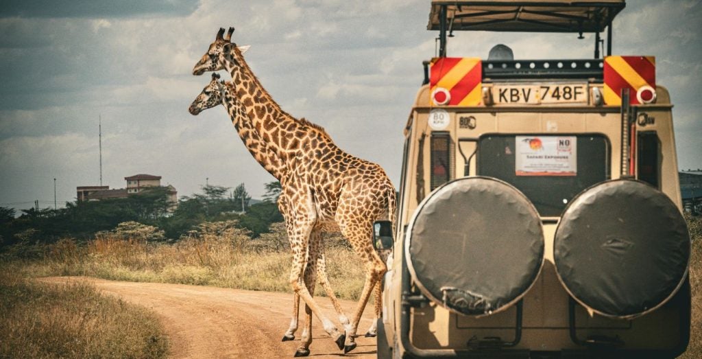Mejores safari en África: 10 destinos para viajar en vacaciones - Holafly