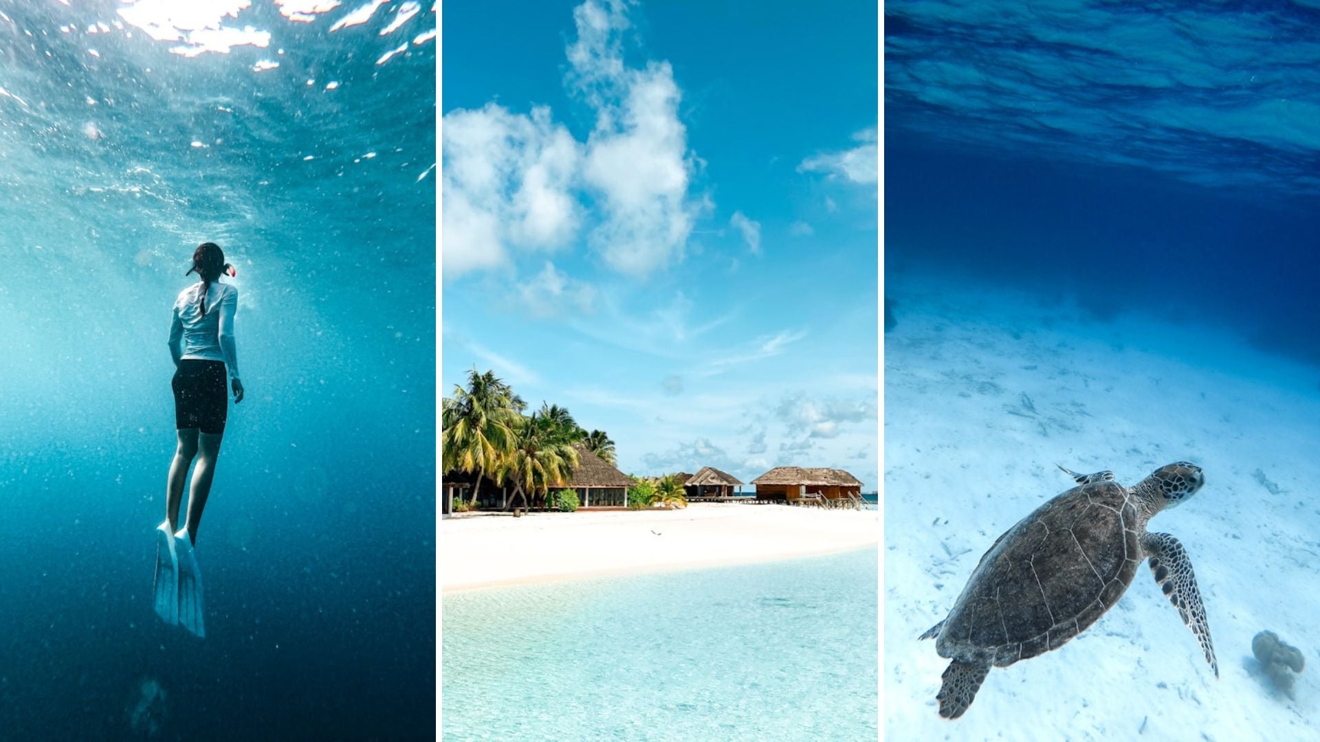 Buceo en Maldivas: precios y mejores lugares - Holafly
